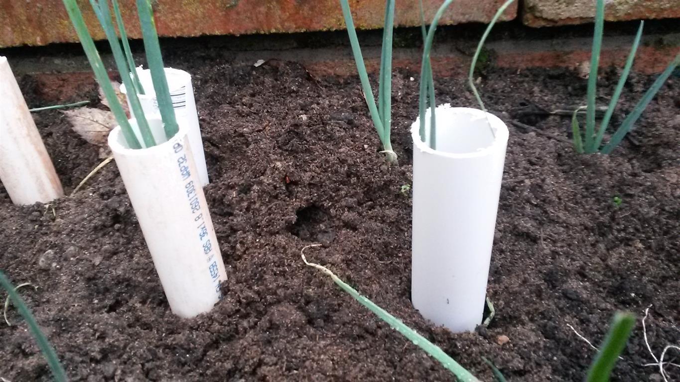 How To Grow And Harvest Leeks – No Dig Vegetable Gardening Blog