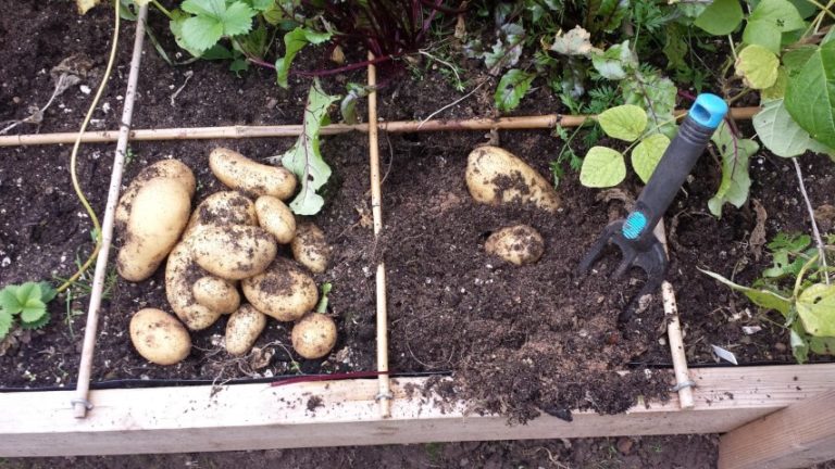 How Deep Does A Raised Bed Need To Be For Potatoes? – No Dig Vegetable ...