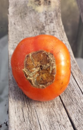 Tomatoes Rotting At The Bottom – Blossom End Rot – No Dig Vegetable ...