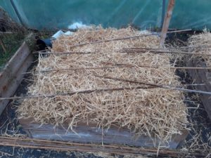 How To Grow Potatoes Under Straw Mulch – No Dig Vegetable Gardening Blog
